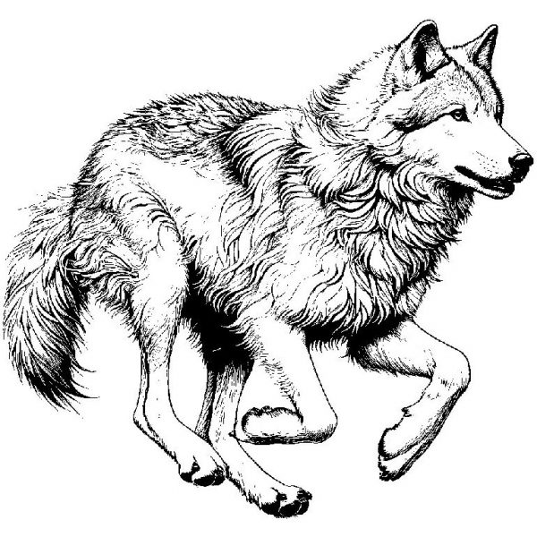 Kostenlose Ausmalbild Wolf Vorlagen zum Ausdrucken